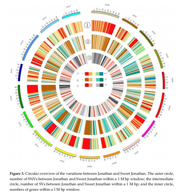 Parallel Bud Mutation Sequencing in Malus